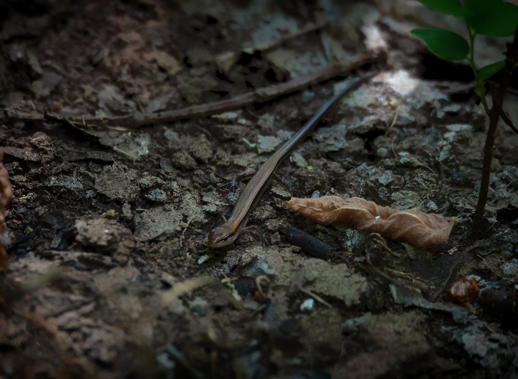 Little Brown Skink from 201 E Jones St, Lewisville, TX 75057, USA on ...
