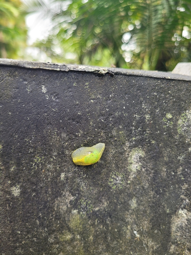 Puerto Rican Semi-slug from Mameyes II, Río Grande 00745, Puerto Rico ...