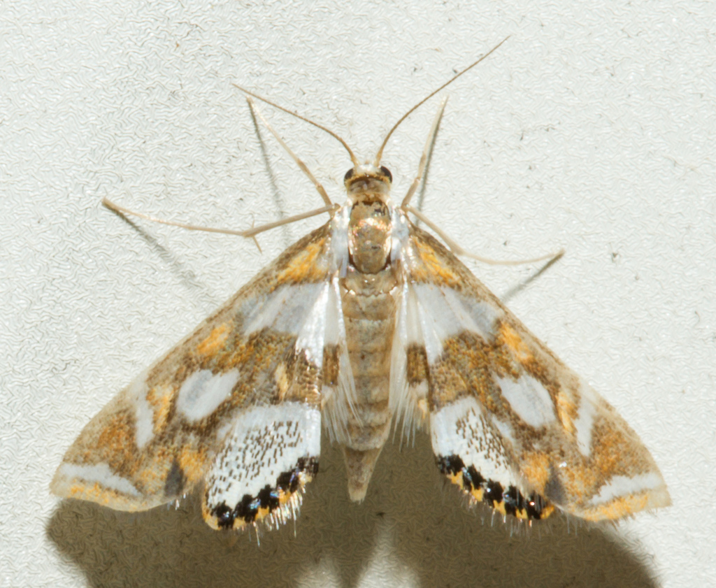 Bold Medicine Moth in July 2022 by Eric Williams. A Bold Medicine Moth ...