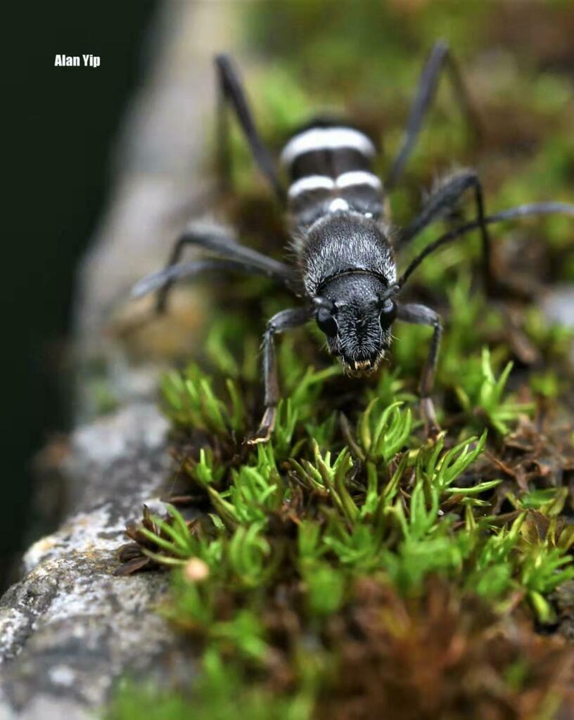 Perissus mimicus from Tai Mo Shan on July 25, 2022 at 10:15 PM by ...
