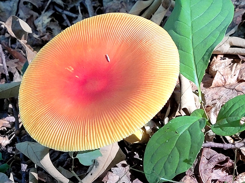 Jackson's slender Caesar from Smoke Rise, GA 30087, USA on July 18 ...