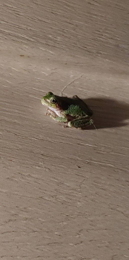 Gray Treefrog from Foster Dr, Thornville, OH, US on July 25, 2022 at 01 ...