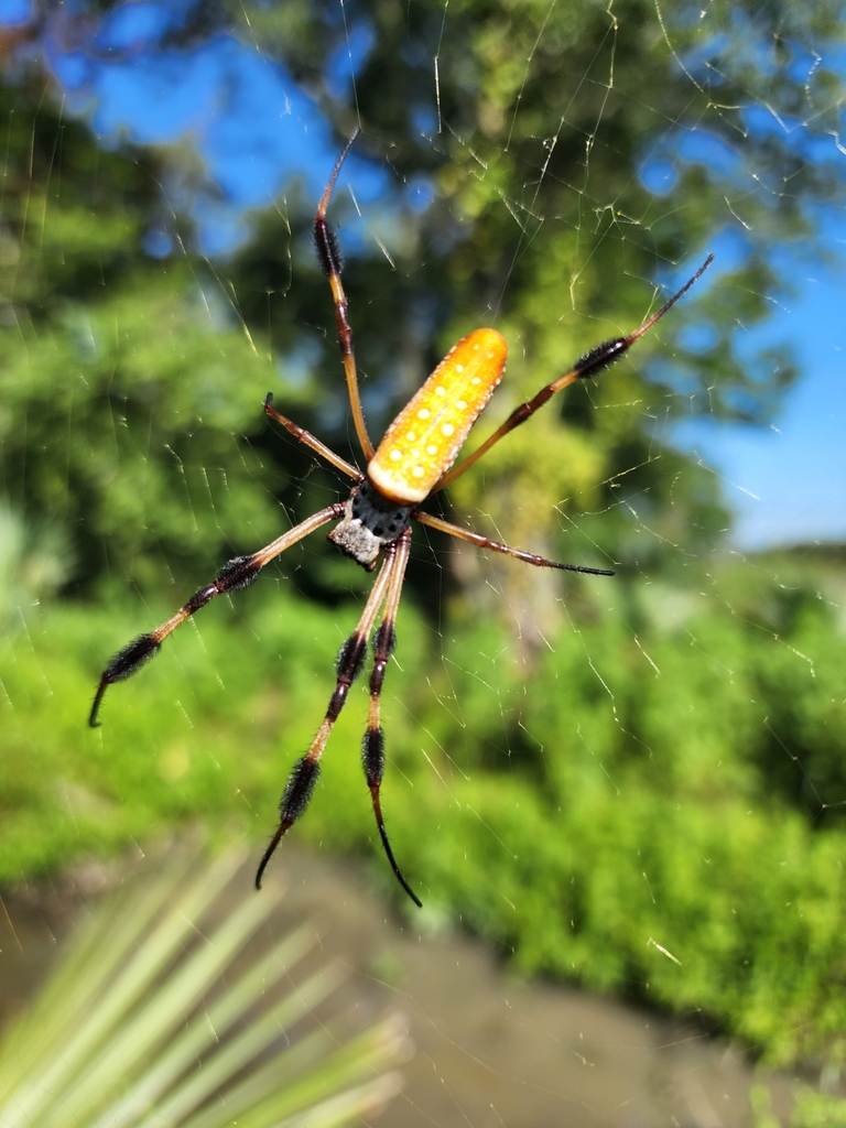 Golden Silk Spider in July 2022 by IIWII · iNaturalist