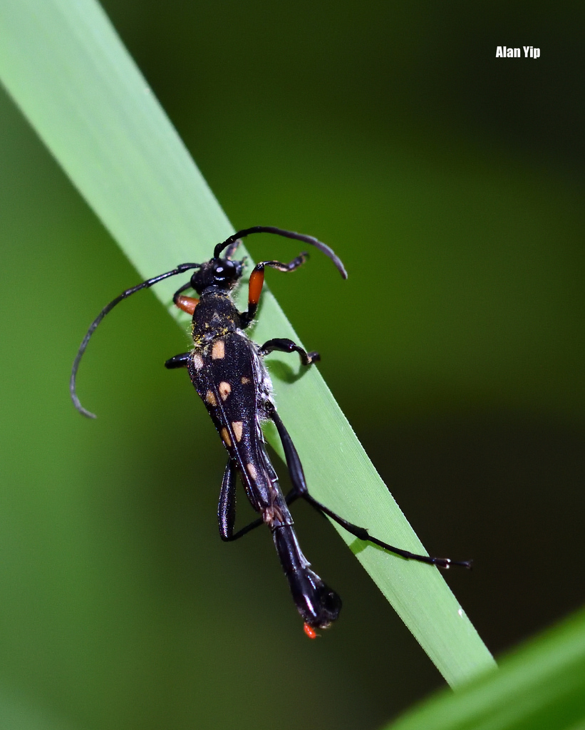 Lepturini from Hainan on May 26, 2018 at 01:05 PM by alanyip. 20180526 ...
