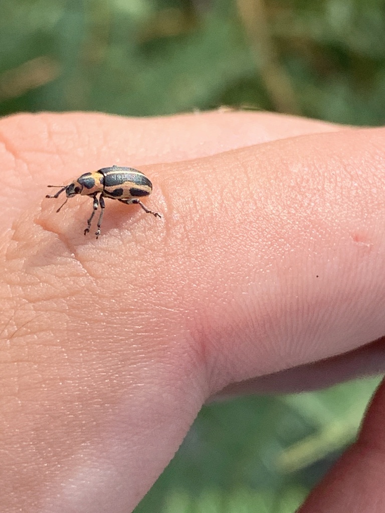 Beautiful Clown Weevil from Gulf Islands National Seashore, MS, US on ...