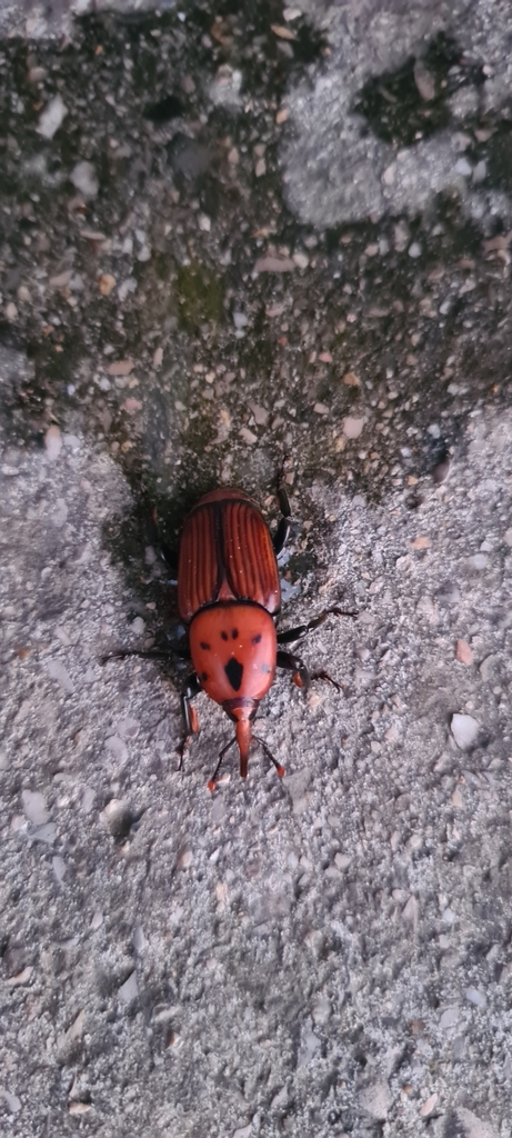 Red Palm Weevil from 34230 Plaissan, France on July 25, 2022 at 09:22 ...
