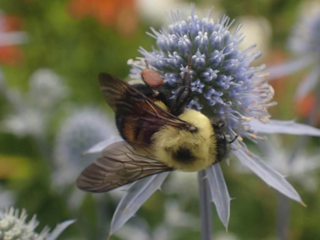 Brown-belted Bumble Bee from Fredericton, NB, Canada on July 22, 2022 ...