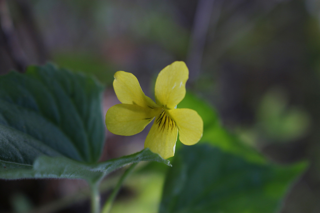 Smooth Yellow Violet from Keystone, SD 57751, USA on May 31, 2015 at 04 ...