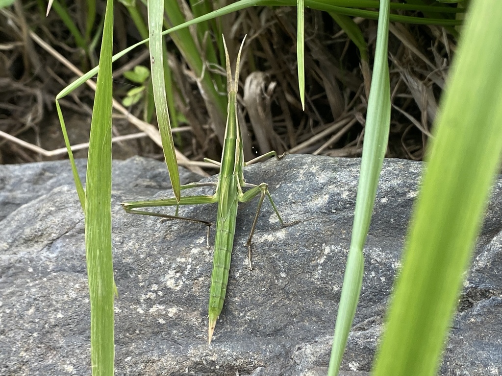Oriental Longheaded Locust from 余野下, 真庭市, 冈山县, JP on July 24, 2022 at ...