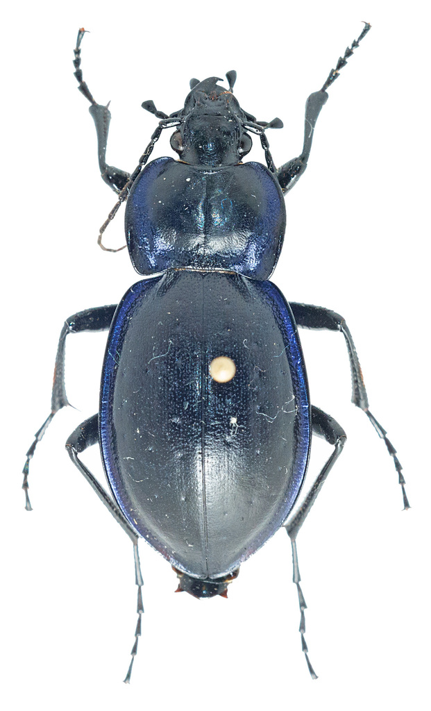Carabus finitimus in September 2021 by i_fox. Coffey Co. KS USA 8-Sep ...
