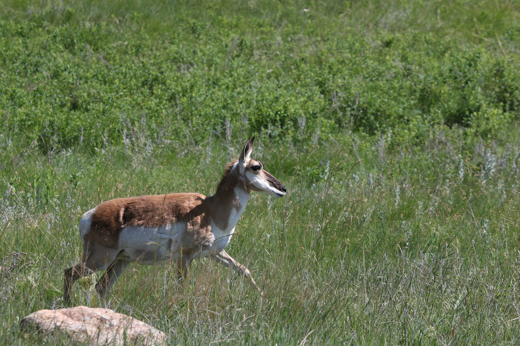 Pronghorn from Custer County, SD, USA on July 01, 2015 at 08:49 AM by ...