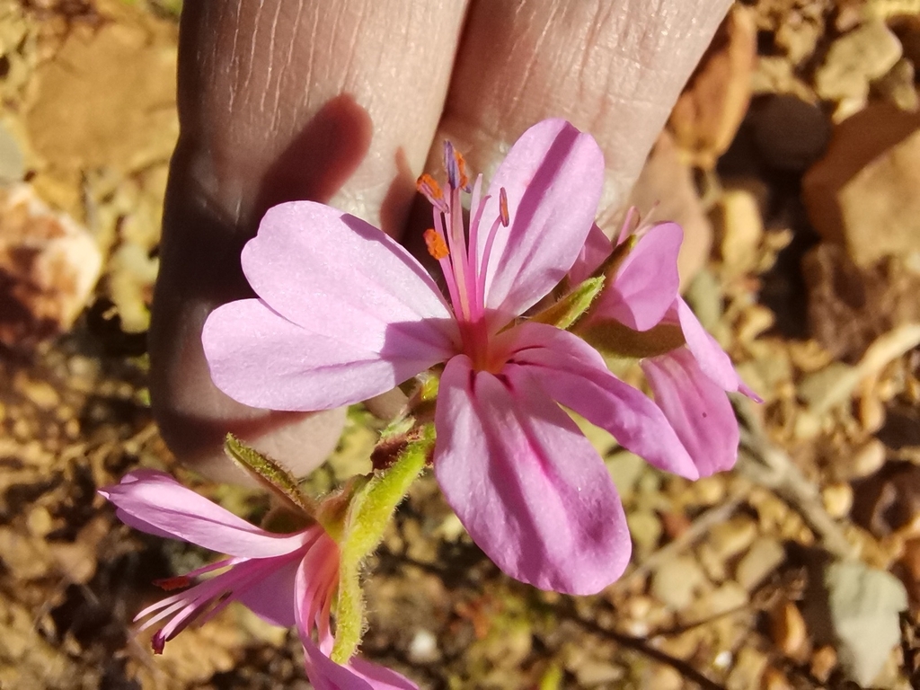 oak-leaved geranium from Oudtshoorn, South Africa on July 01, 2022 at ...