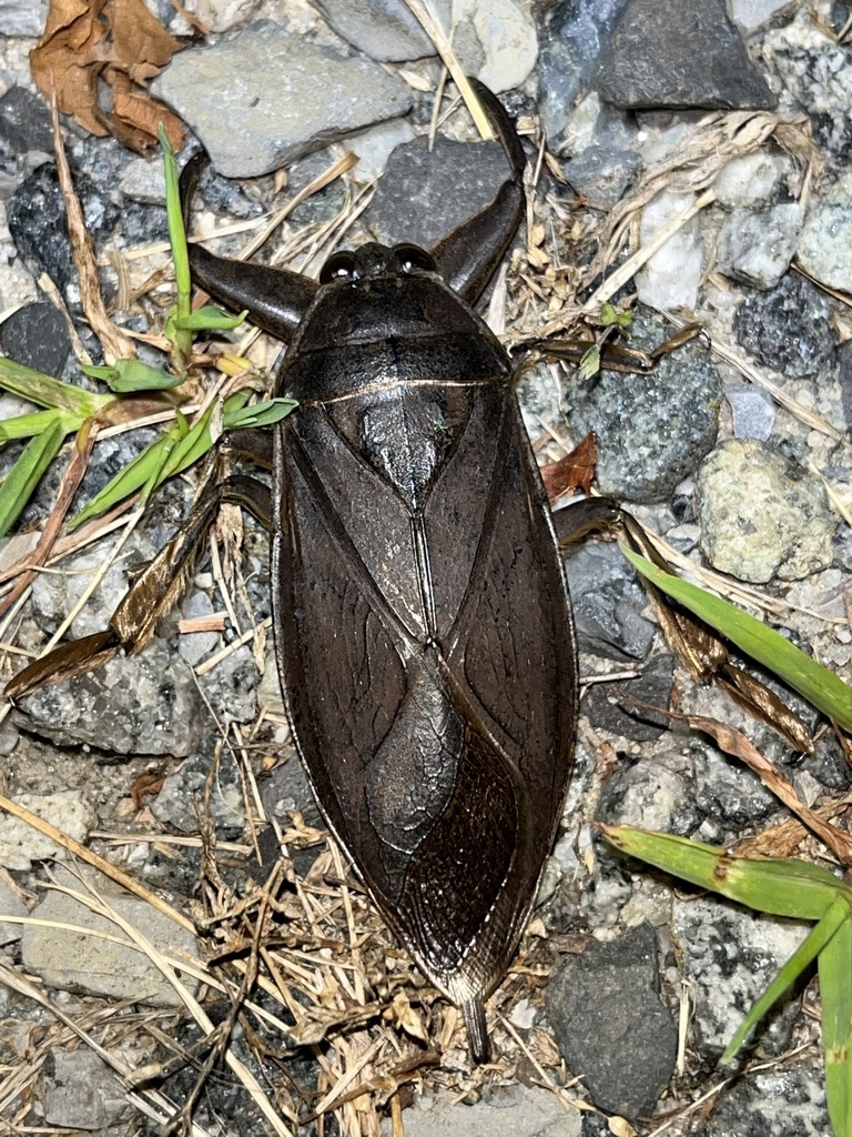 American Giant Water Bug in July 2022 by Bull Bolo · iNaturalist