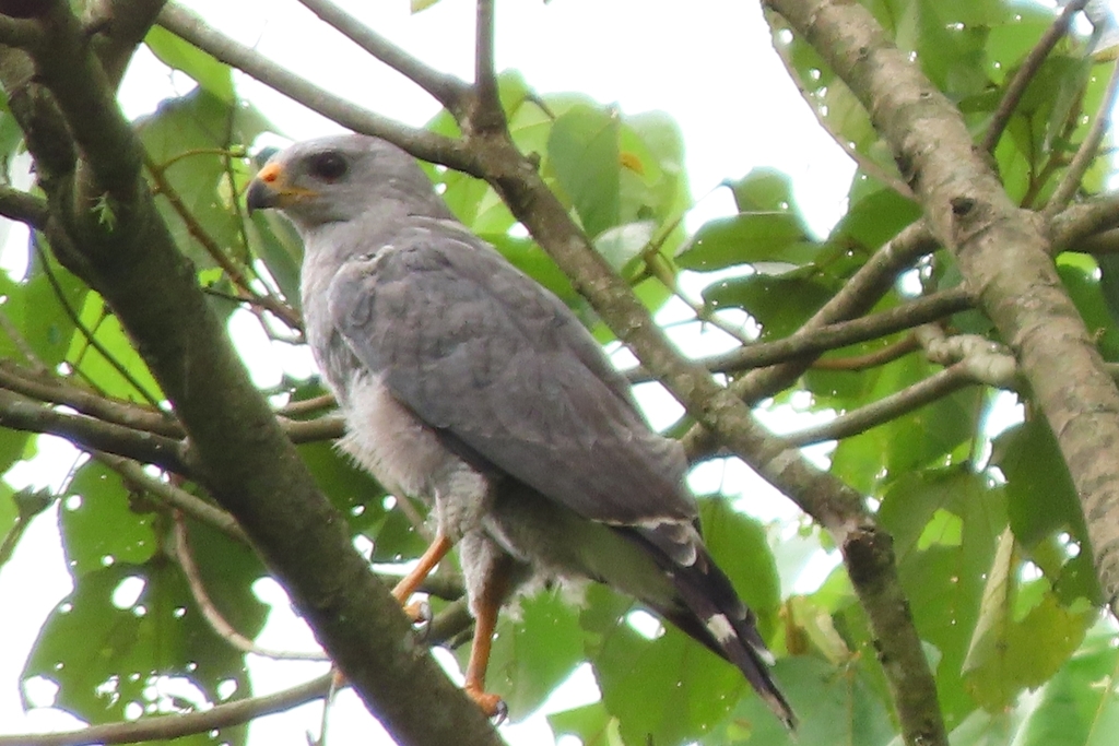 Gray Hawk from 73444 Pue., México on July 24, 2022 at 01:20 PM by ...