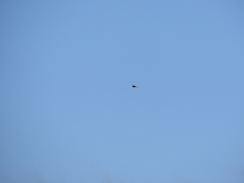 Mountain Caracara from Manco Kapac, Bolivia on July 17, 2022 at 09:22 ...