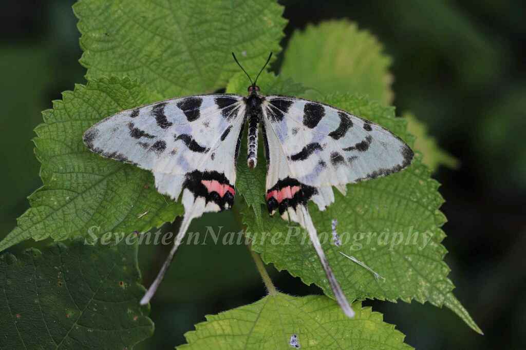 Dragon Swallowtail from 中国江苏省镇江市句容市 on July 24, 2022 at 05:43 PM by Shi ...