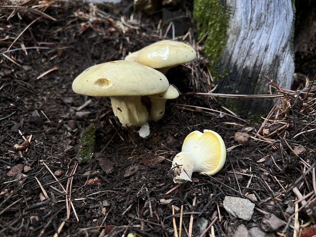 Cantharocybe gruberi from Coronado National Forest, Tucson, AZ, US on ...