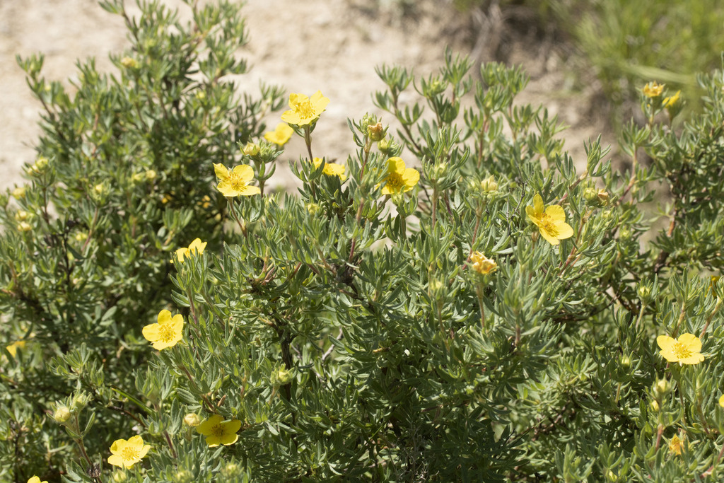 shrubby cinquefoil from Billings County, ND, USA on June 22, 2022 at 01 ...
