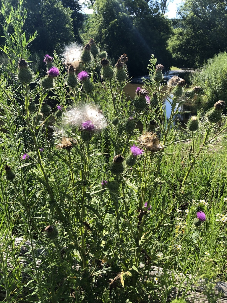 Bull Thistle from Wellsville, NY, US on July 25, 2022 at 04:22 PM by ...