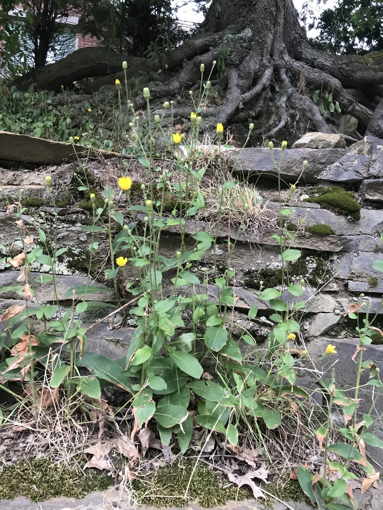 rough hawkweed from 2514 Fairmount Blvd, Cleveland Heights, OH, US on ...