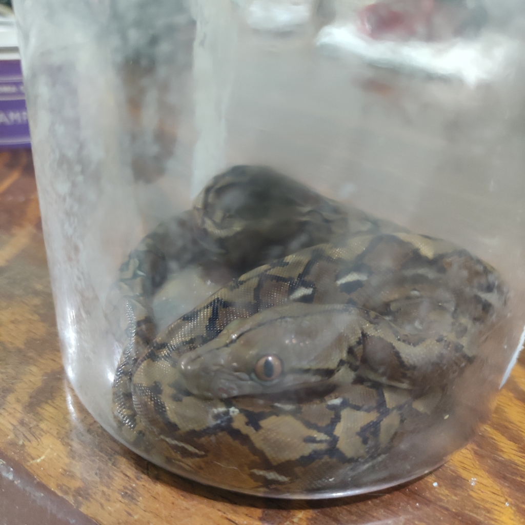 Reticulated Python from San Juan, Taytay, 1920 Rizal, Philippines on ...