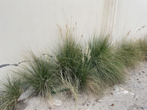 Pan Dropseed (Sporobolus ioclados) · iNaturalist United Kingdom