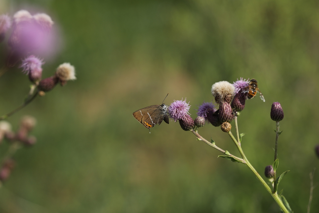 Satyrium latior from 中国内蒙古自治区锡林郭勒盟 on July 24, 2022 at 03:24 PM by 寒月米狼 ...