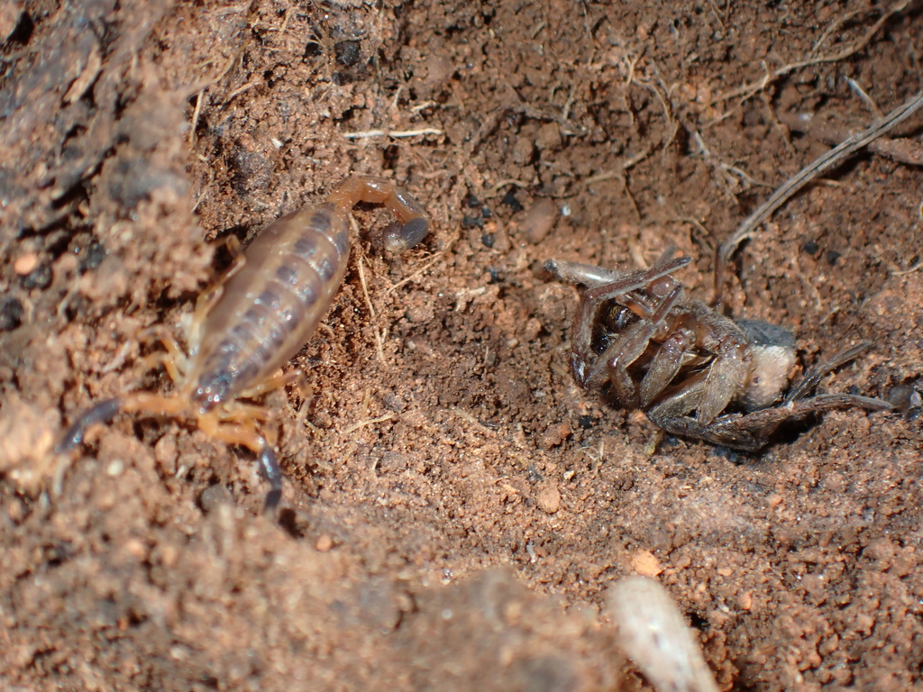 Highveld Lesser-Thicktail Scorpion from Dr Kenneth Kaunda, North West ...