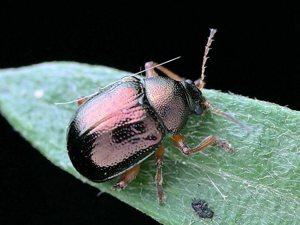 Basilepta fulvipes from 中国天津市南开区 on July 26, 2022 at 12:53 AM by ...