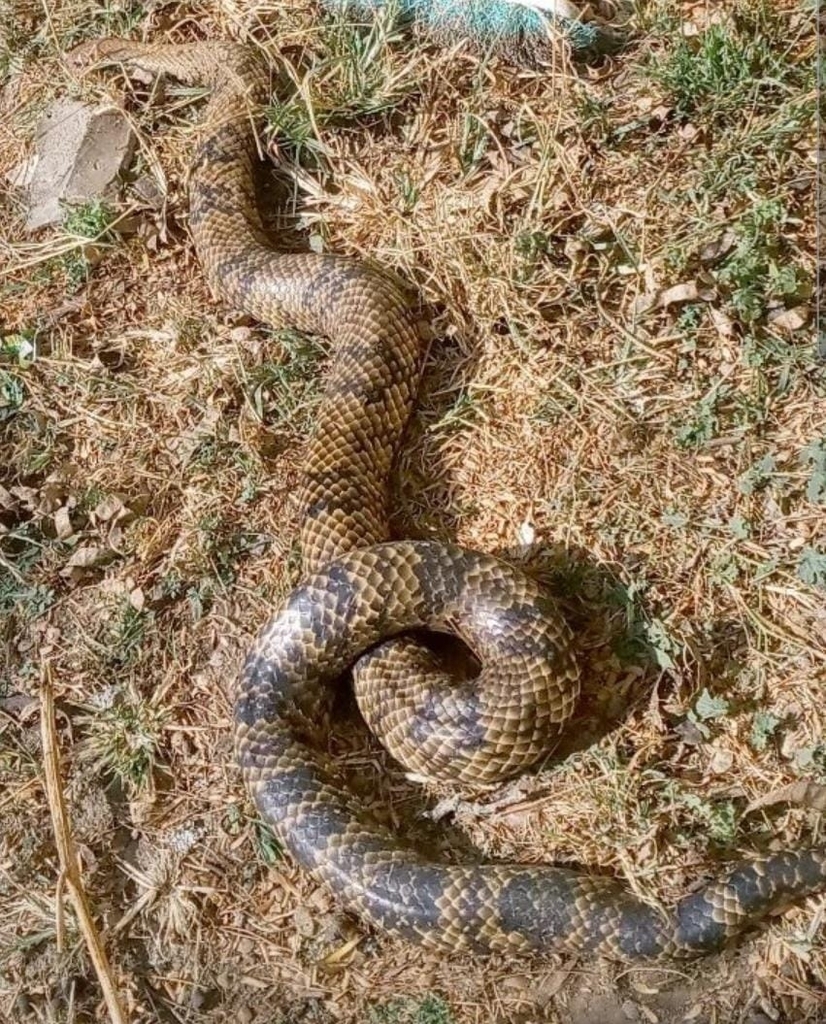 False Water Cobra from San Jerónimo, Santa Fe, Argentina on July 26 ...