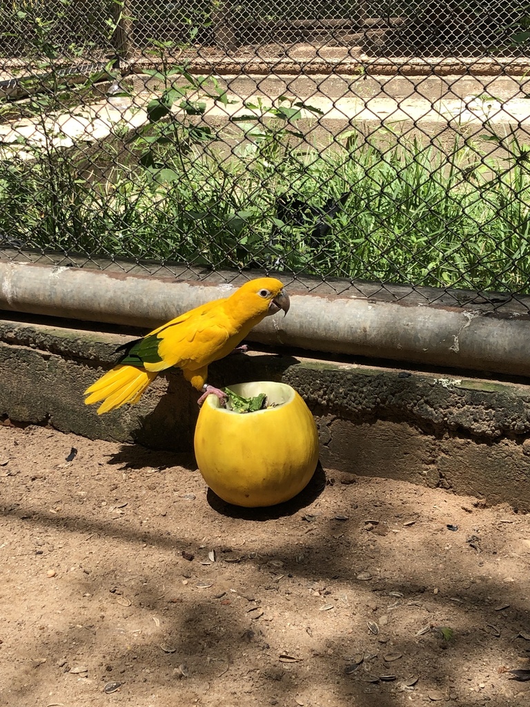 Golden Parakeet in July 2022 by Juniel Marques · iNaturalist