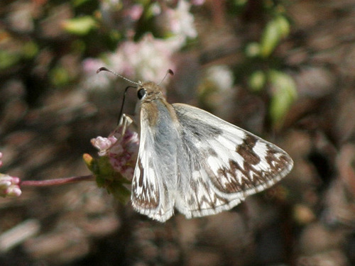 Northern White-Skipper (More Mesa Insect Guide) · iNaturalist