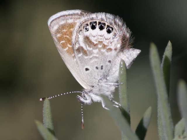 Western Pygmy Blue (More Mesa Insect Guide) · iNaturalist