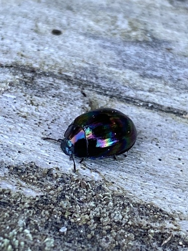 Tetraphyllus paykullii · iNaturalist