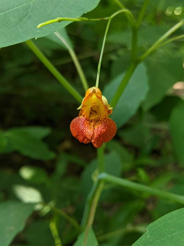 common jewelweed in July 2022 by Clara Thiel · iNaturalist
