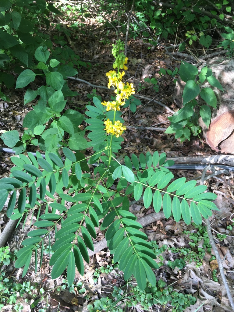 American senna from Cincinnati Nature Center, Milford, OH, US on July ...
