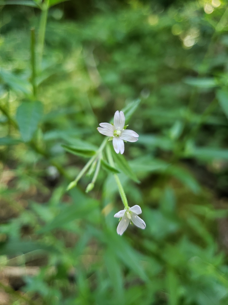 fringed willowherb from Campbell River, BC, Canada on July 21, 2018 at ...