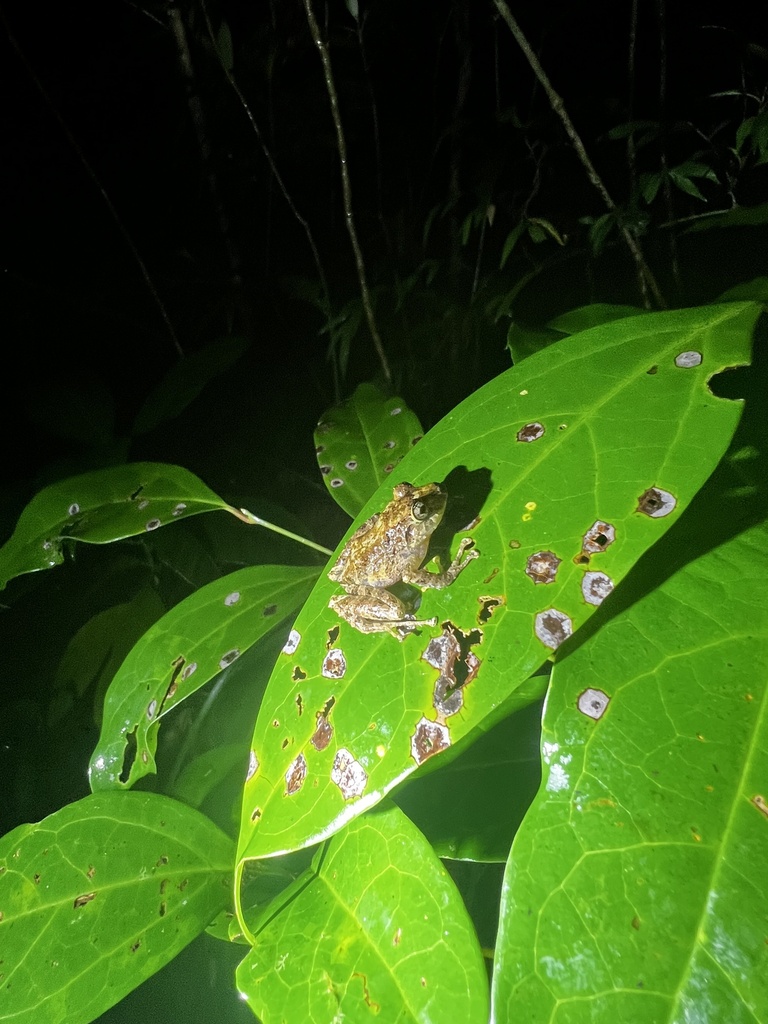 Golden-groined Robber Frog from Puntarenas, CR on July 25, 2022 at 08: ...
