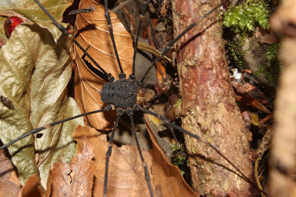 Gyas titanus in July 2022 by naturalist · iNaturalist