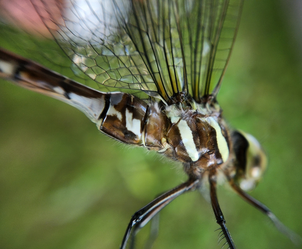 Black-tipped Darner from Norton, NB E5T 2A1, Canada on July 26, 2022 at ...
