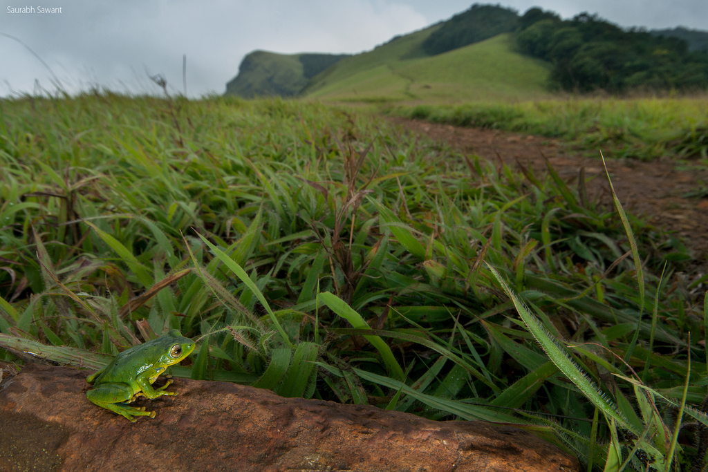 Indigo Bush Frog from Dakshina Kannada, Karnataka 577124, India on June ...