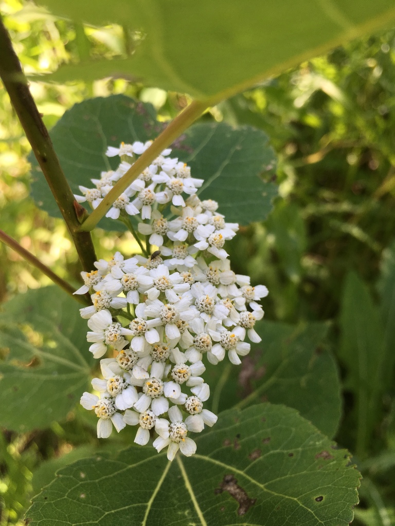 common yarrow from Riding Mountain National Park, , MB, CA on July 17, 2018 at 04:54 PM by Grace ...