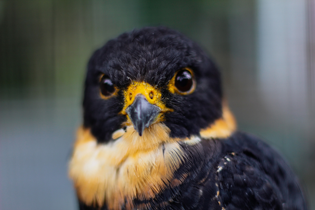 Bat Falcon from San Isidro, Heredia, CR on July 26, 2022 at 12:30 PM by ...