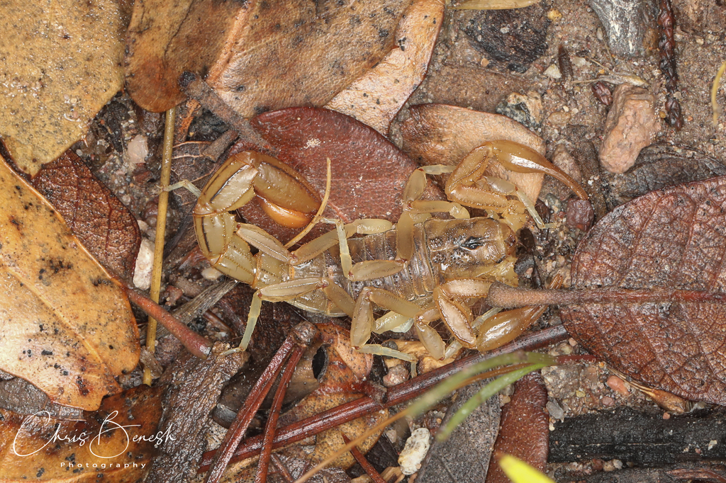 Stripe-tailed Scorpion from Cochise County, AZ, USA on July 25, 2022 at ...