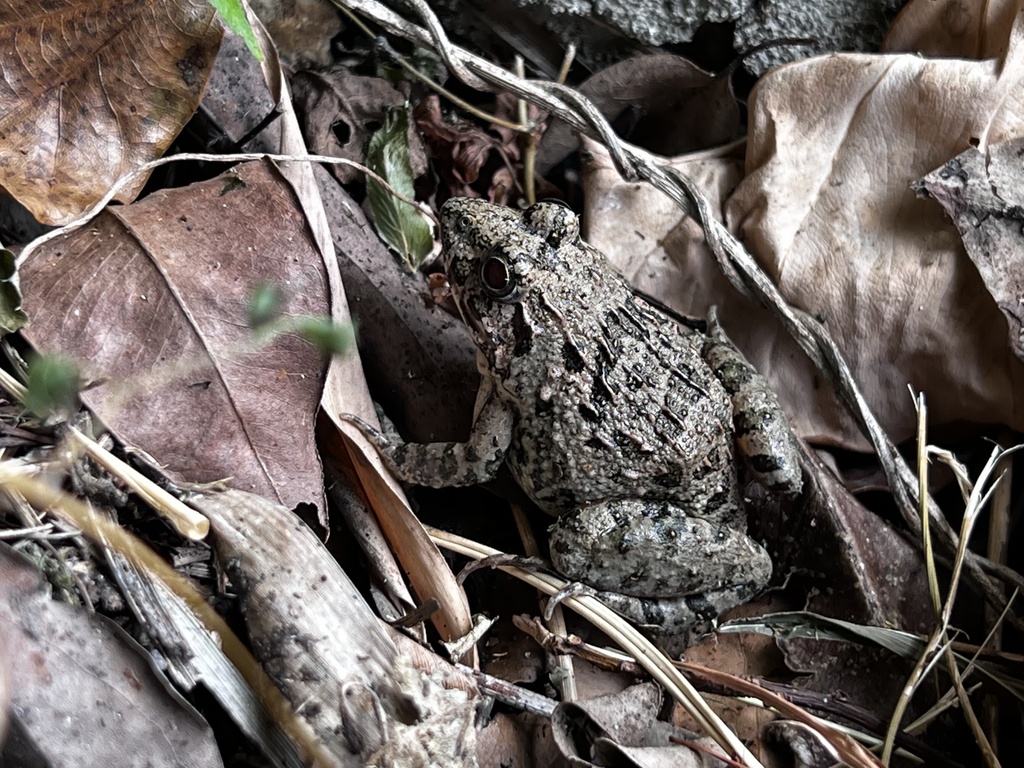 Paddy Field Frog from Chaoyang Road, Su-ao Township, TW on July 25 ...