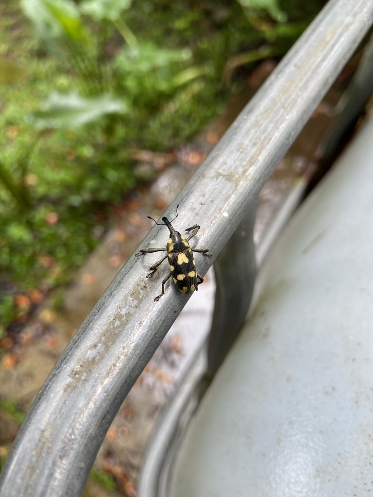True Weevils from Mindanao, Kidapawan City, Cotabato, PH on July 15 ...