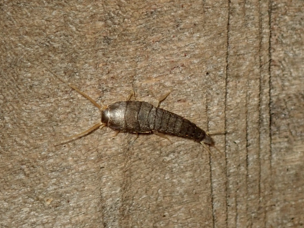 Common Silverfish from Texas Rd, Amherstburg, ON, CA on July 26, 2022 ...