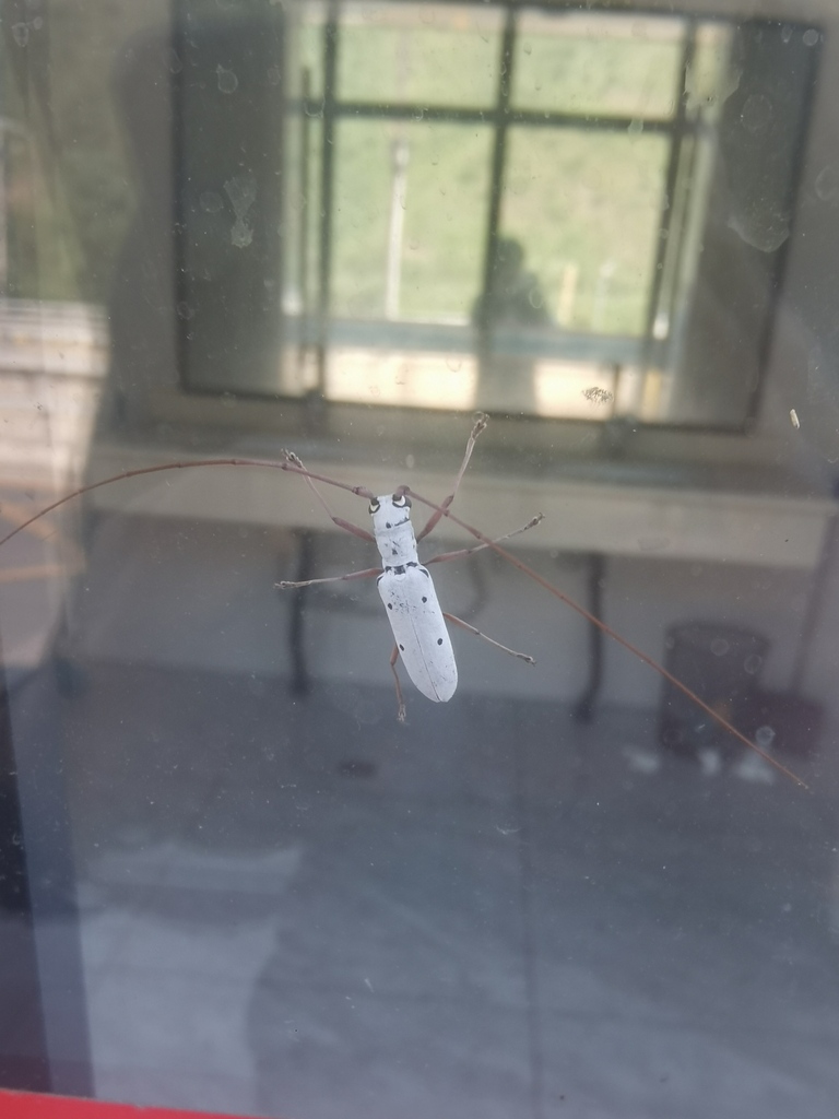 Olenecamptus from 中国河北省承德市丰宁满族自治县 on July 26, 2022 at 03:59 PM by 寒月米狼 ...