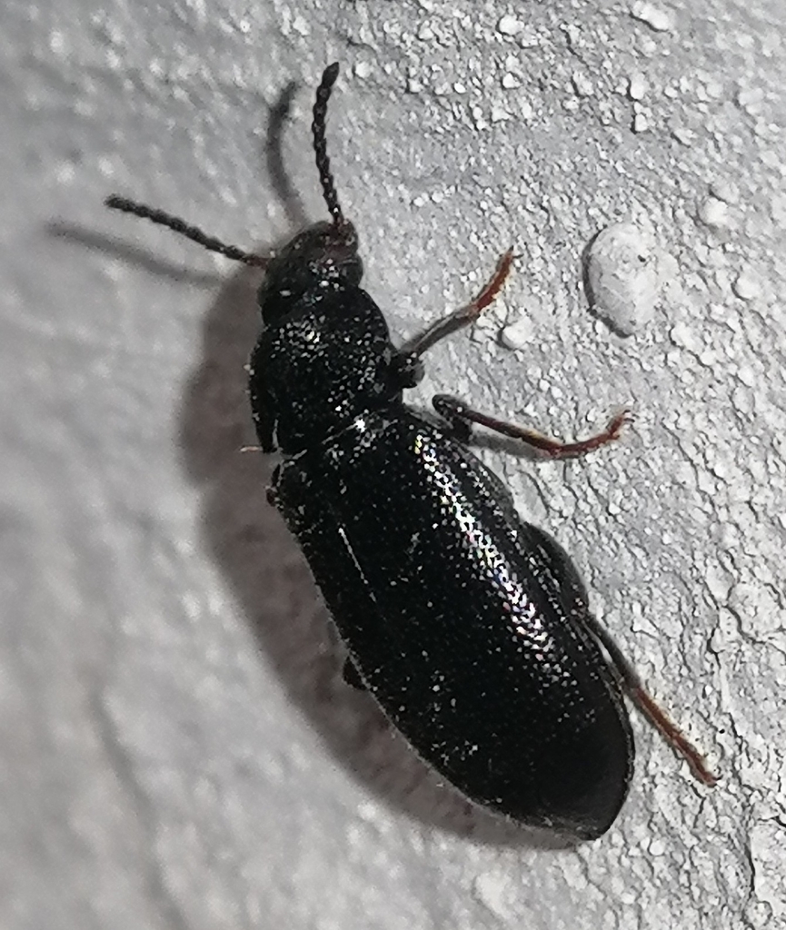 Anaedus from Las Fincas on July 23, 2022 at 11:06 PM by Steve Johns ...