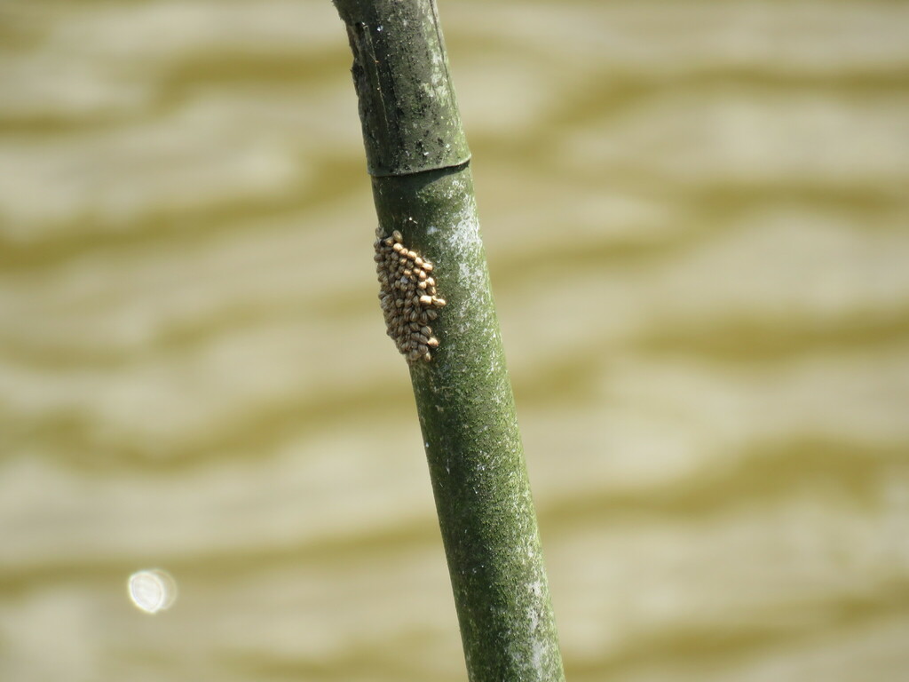 Asian Giant Water Bug from 台灣苗栗縣 on July 20, 2022 at 01:06 PM by 周俞君 ...